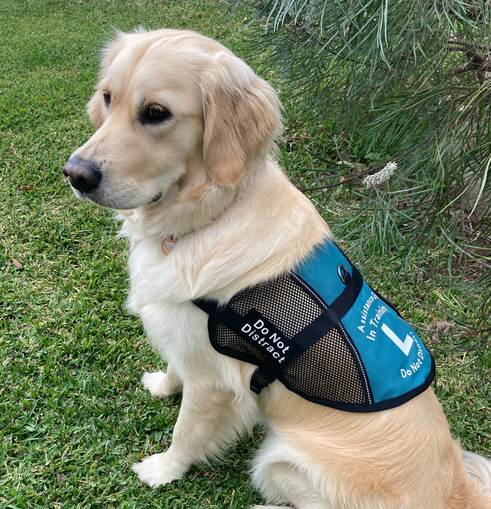 Lightweight Service/Therapy/Assistance Dog Training Vest / Coat ...