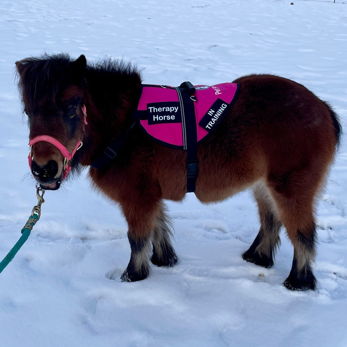 Custom Made Equine Therapy Vest for Mini Horses - Choice of colours an ...