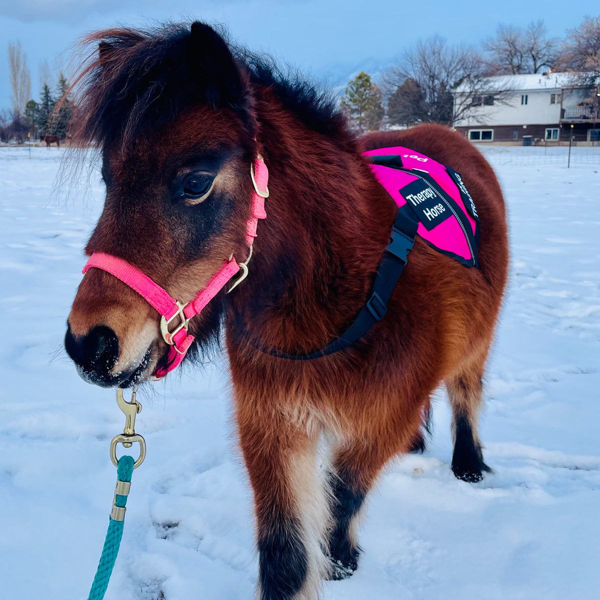 Custom Made Equine Therapy Vest for Mini Horses - Choice of colours an ...