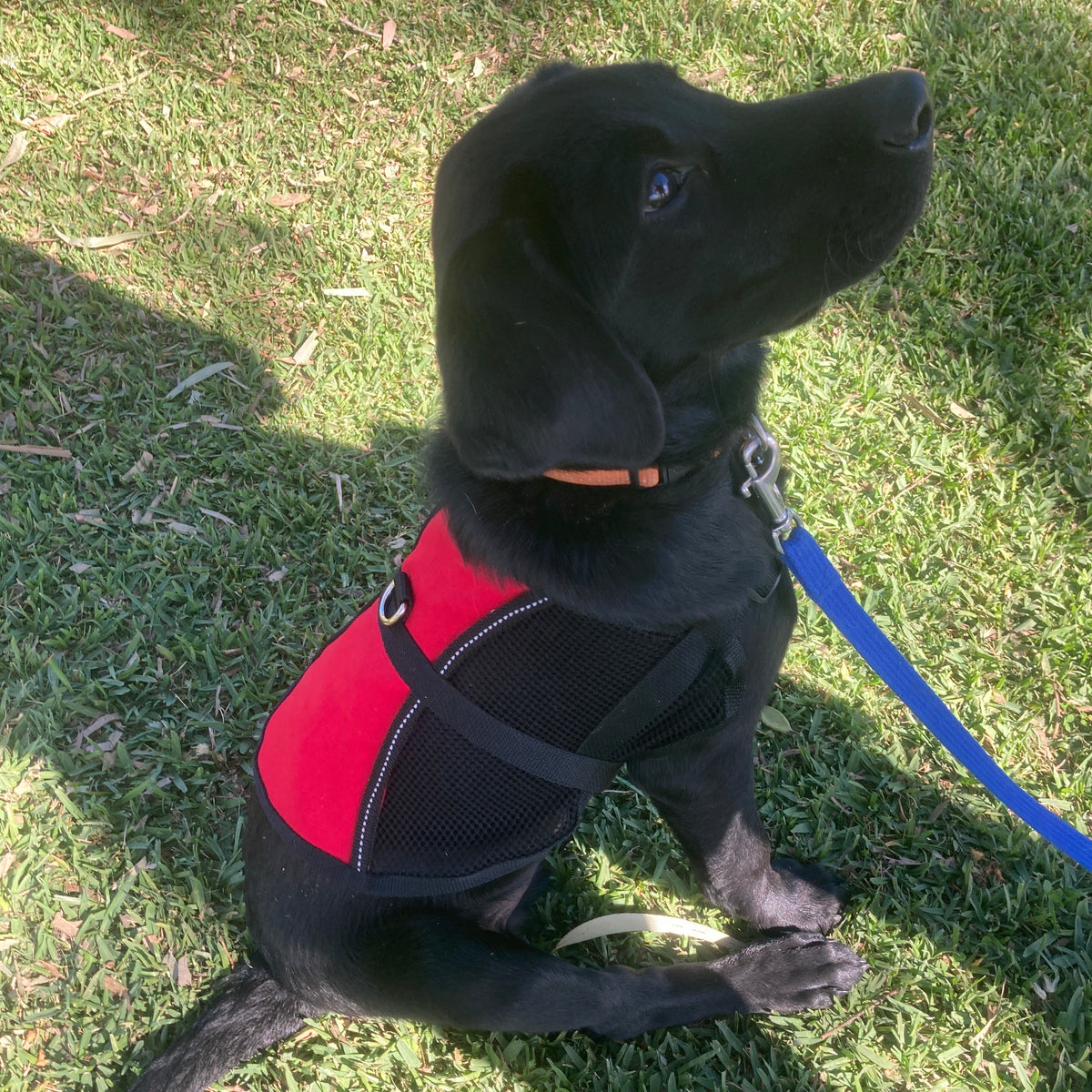 Lightweight Service/Therapy/Assistance Dog Training Vest / Coat ...